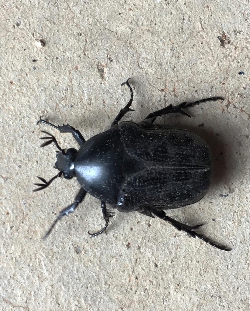 Bisallardiana from Hidden Valley Rd, Pukatja, SA, AU on January 07 ...