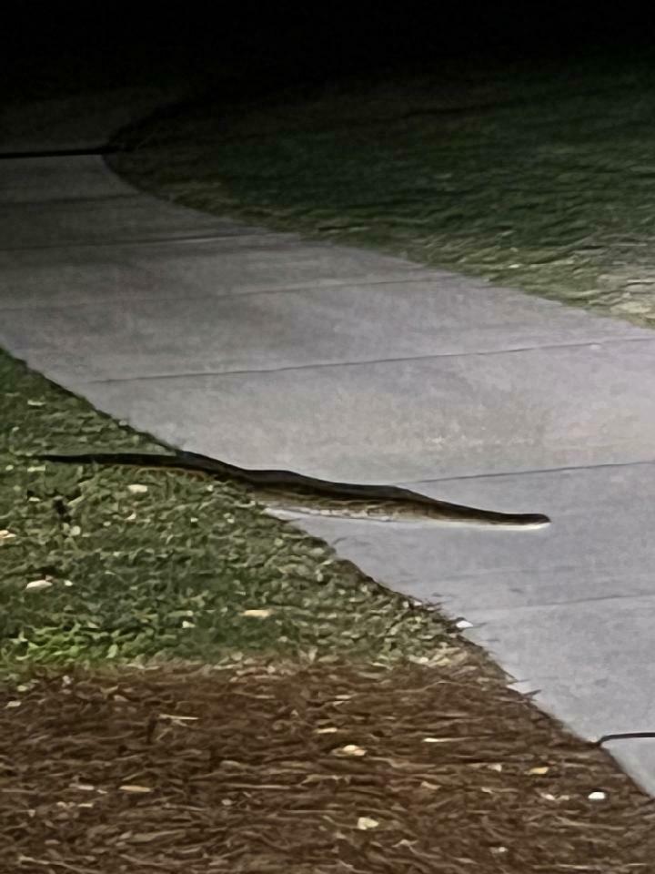 Burmese Python from North Key Largo, FL 33037, USA on January 10, 2023 ...