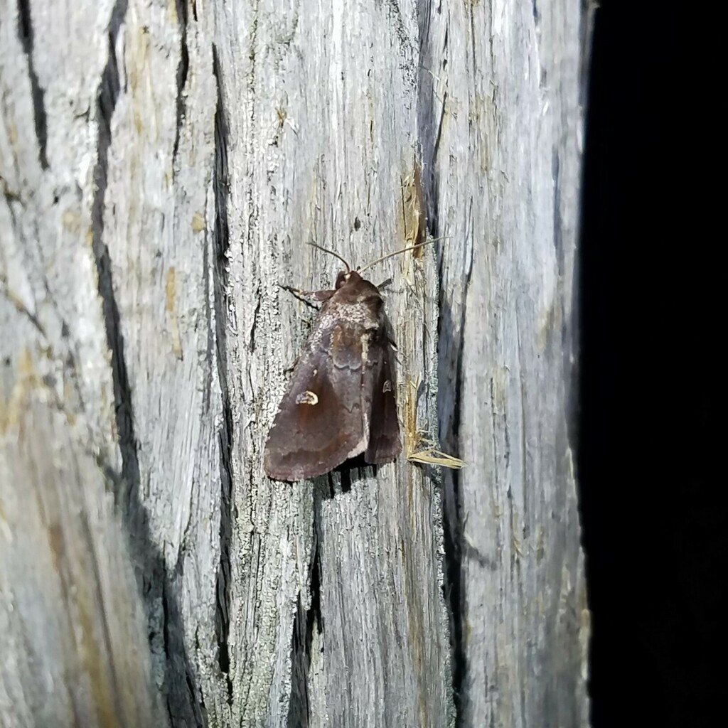 White-eyed Borer Moth from Apalachicola NF -- County Road 379 cypress ...