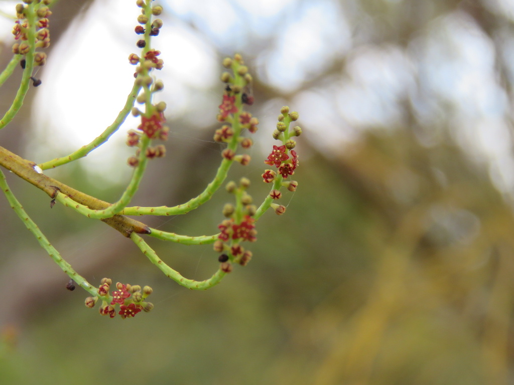 Native Currant from Kenthurst, NSW, AU on January 13, 2023 at 11:59 AM ...