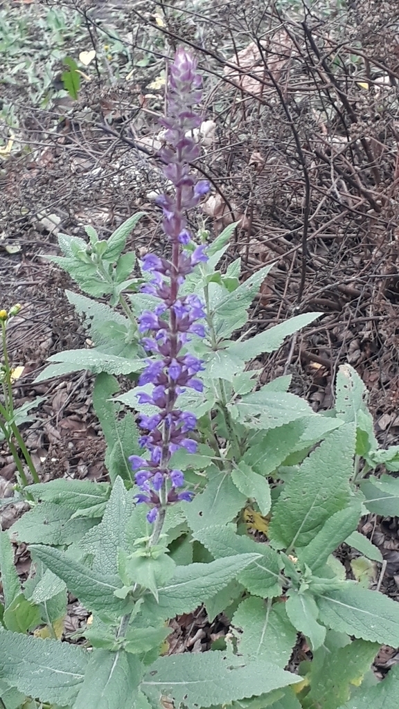 Purple Wood Sage from пер 4-й Чернышевского 4 (ТЦ Евроопт, 2 этаж ...
