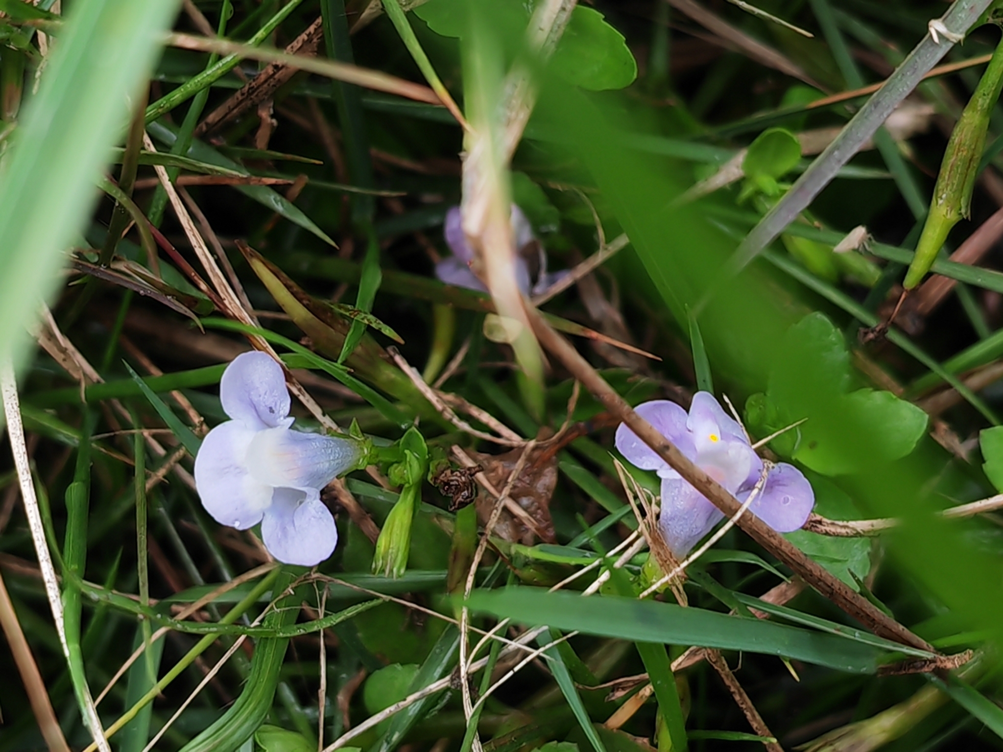 Bonnaya antipoda (L.) Druce
