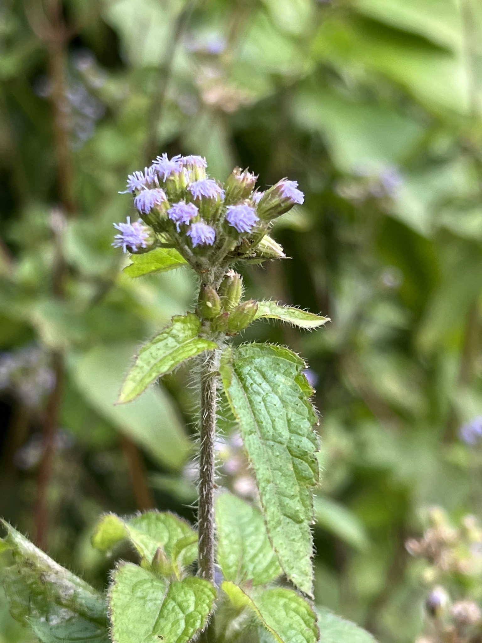 Ageratum conyzoides L.