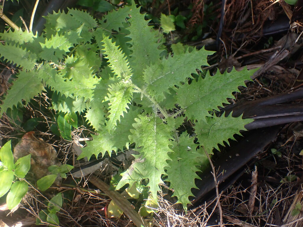Tree Nettle from Resolution Bay 7282, New Zealand on December 04, 2022 ...