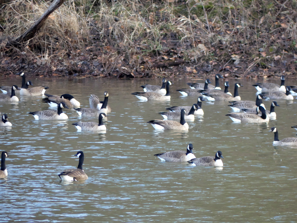 Canada Goose from 191 Old York Rd, Bridgewater Township, NJ 08807, USA ...