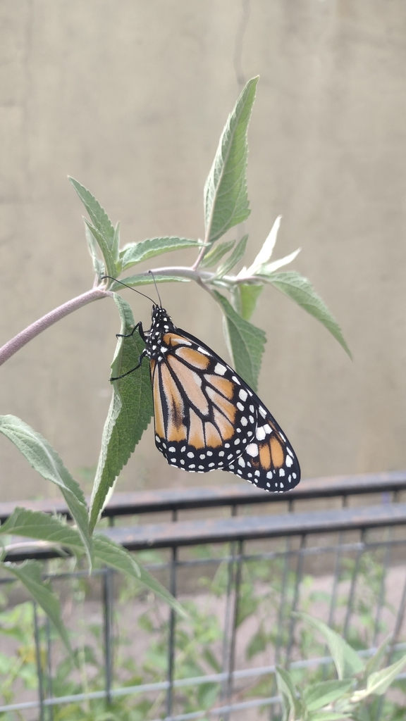 Southern Monarch from Barrio Sarmiento on January 12, 2023 at 03:42 PM ...