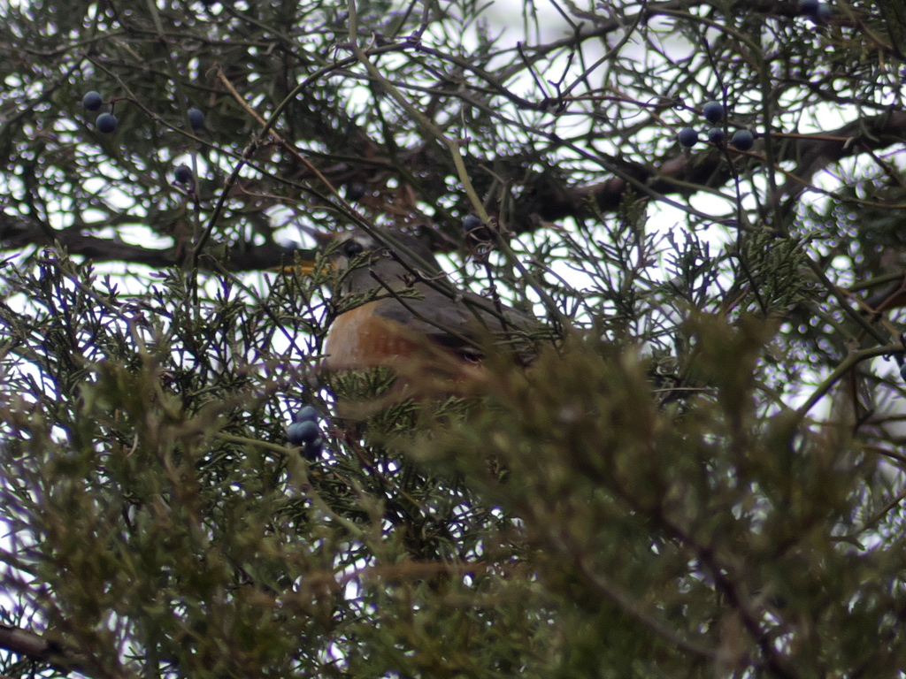American Robin from Washington Valley Reservoir, Bridgewater Township ...