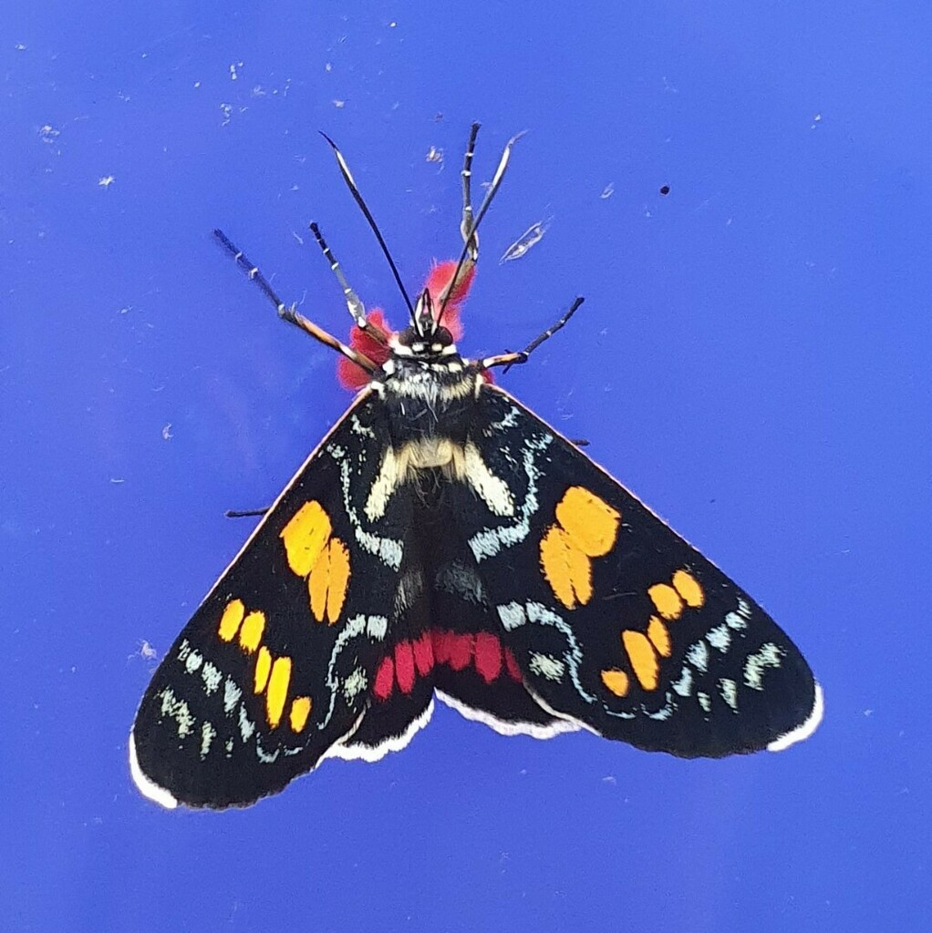 Joseph's Coat Moth from Sydney NSW, Australia on January 13, 2023 at 02 ...