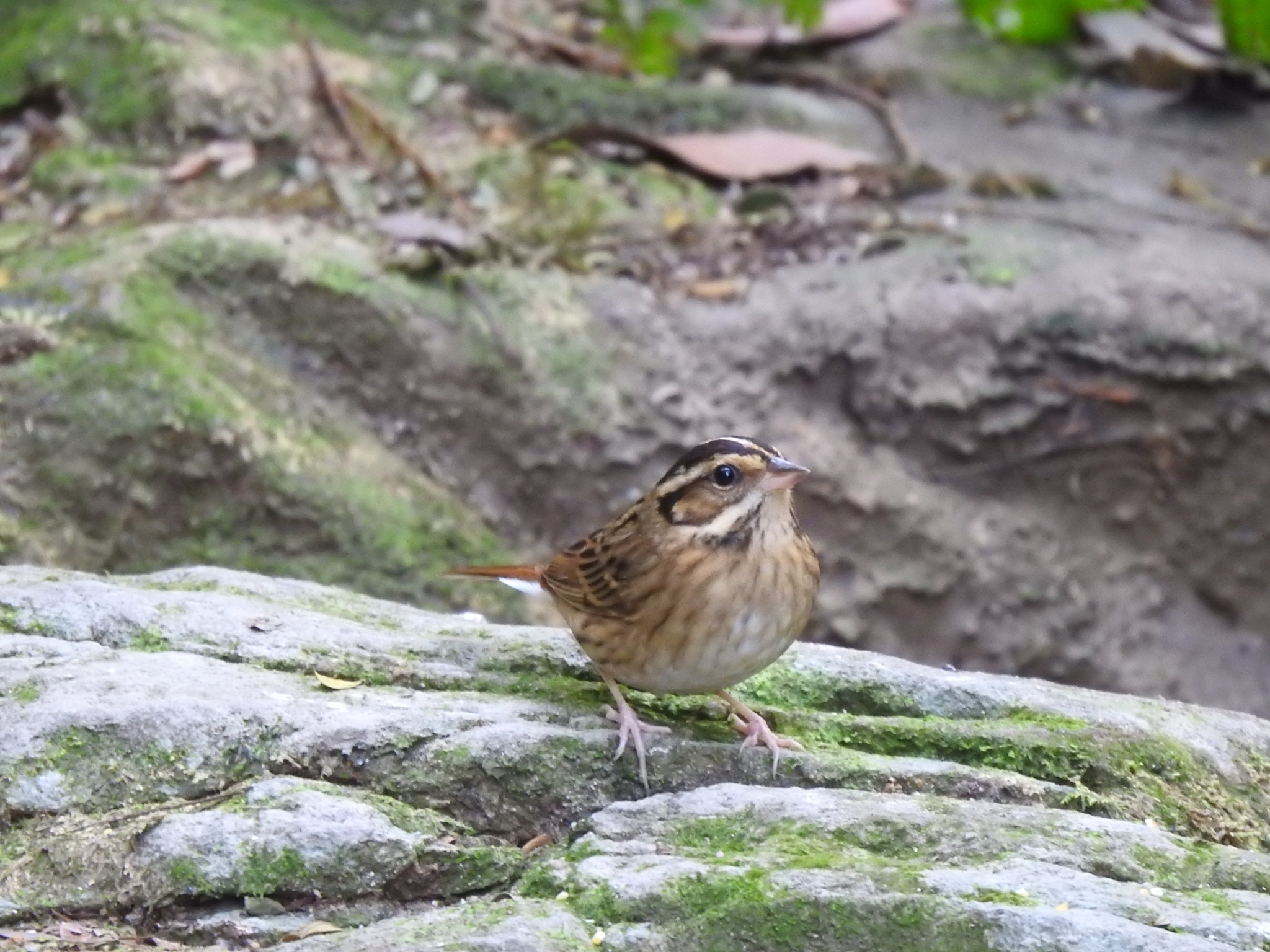 Emberiza tristrami Swinhoe, 1870