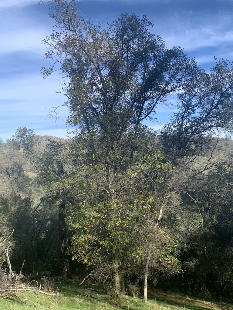 Oracle Oak from Hidden Falls Regional Park, Auburn, CA, US on January ...