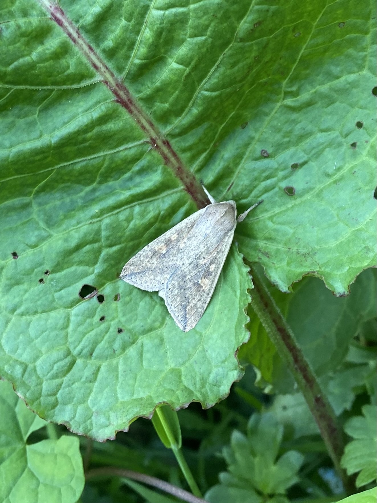 Mythimna separata (Walker, 1865)