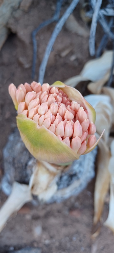 Poison-bulb from Breede Valley Municipality, South Africa on January 13 ...