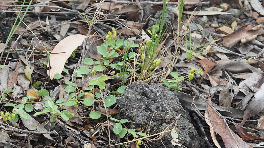 Pycnospora lutescens from Walligan QLD 4655, Australia on January 10 ...
