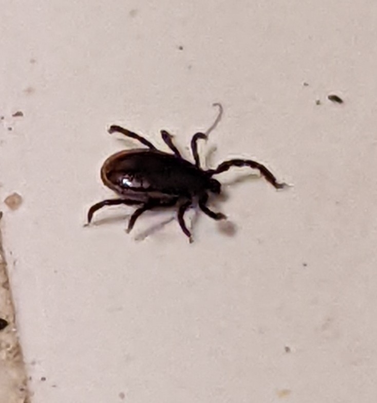 Ixodes pacificus Cooley & Kohls, 1943