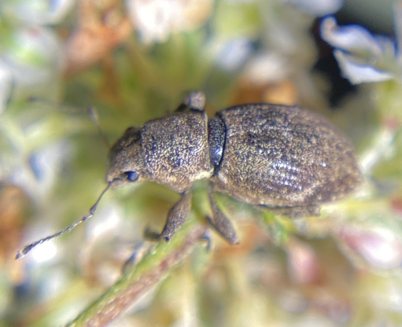 Pantomorus cervinus (Boheman, 1840)