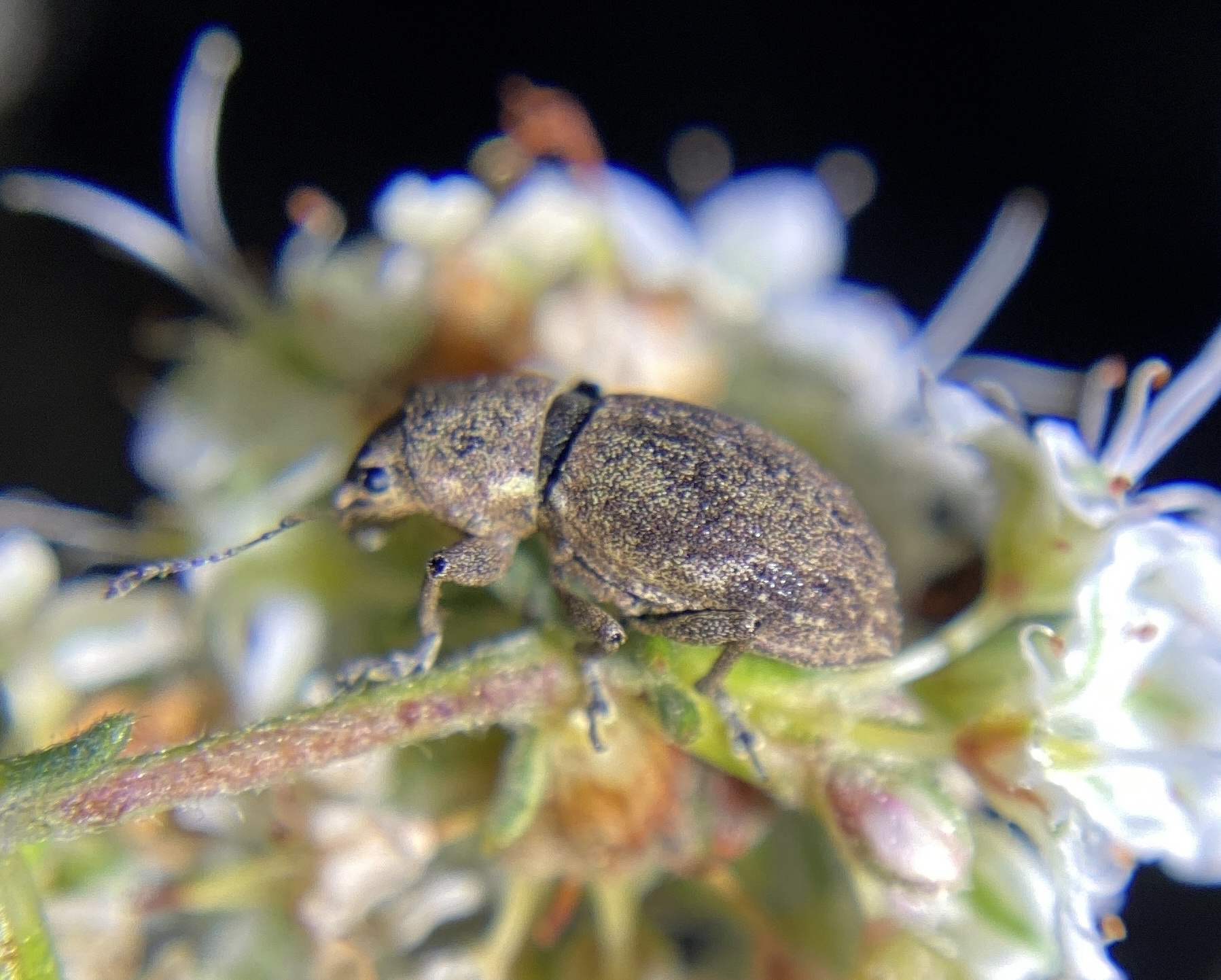 Pantomorus cervinus (Boheman, 1840)