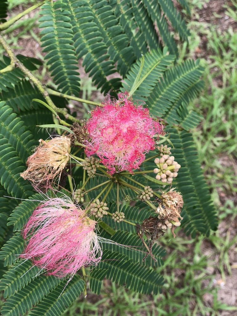 Persian silk tree from Tsala Apopka Lake, Inverness, FL, US on May 26 ...
