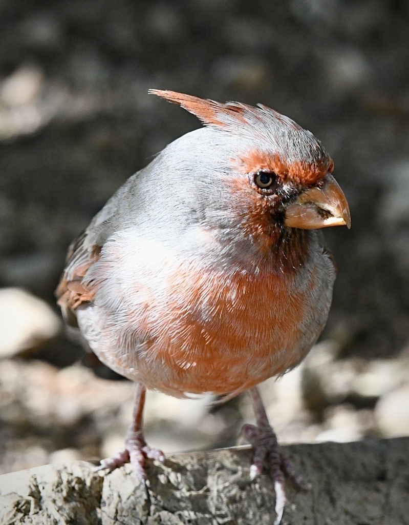 Typical Cardinals from Arizona-Sonora Desert Museum, Tucson, AZ, US on ...