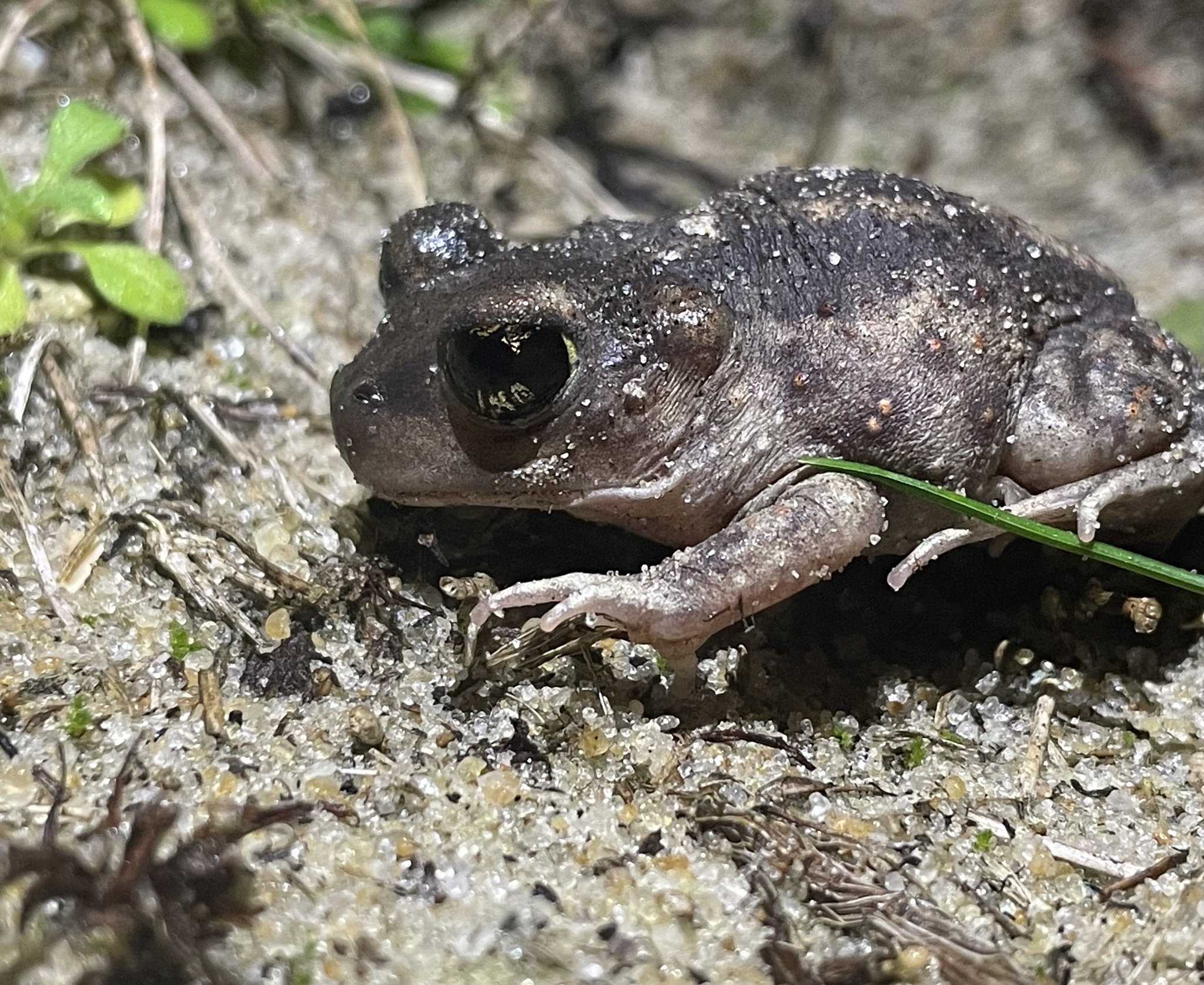 Scaphiopus holbrookii (Harlan, 1835)