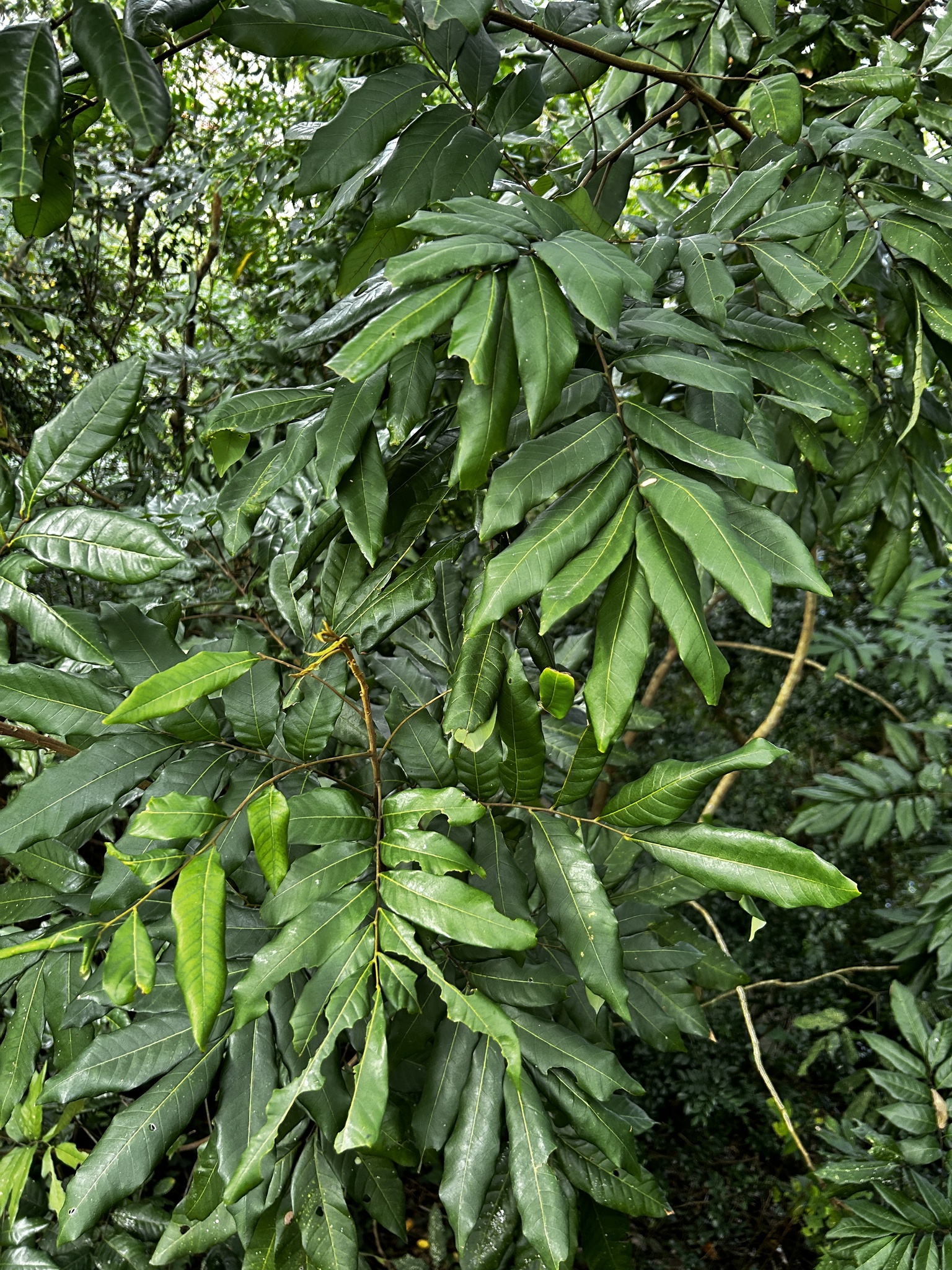 Dimocarpus longan Lour.