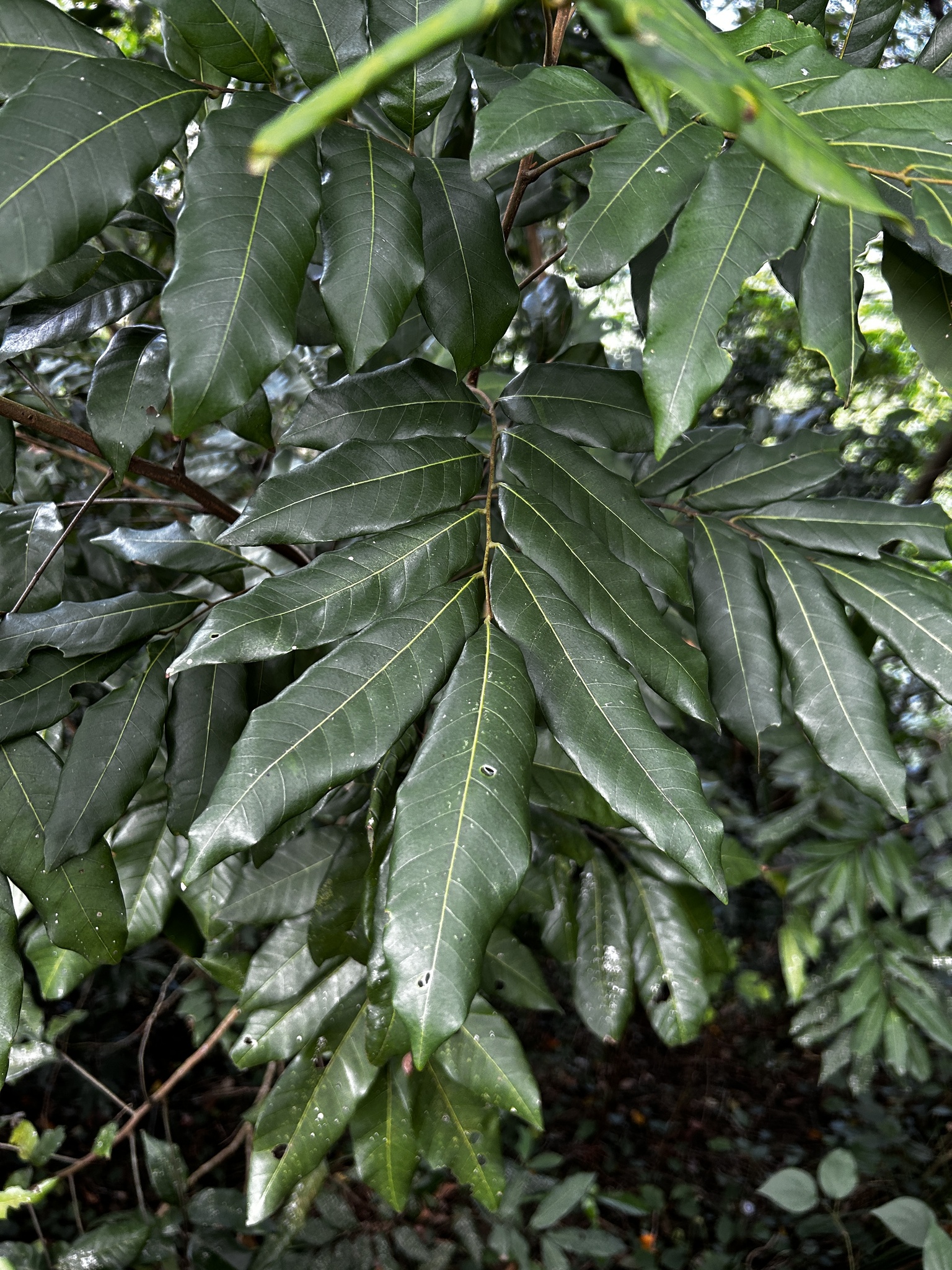 Dimocarpus longan Lour.