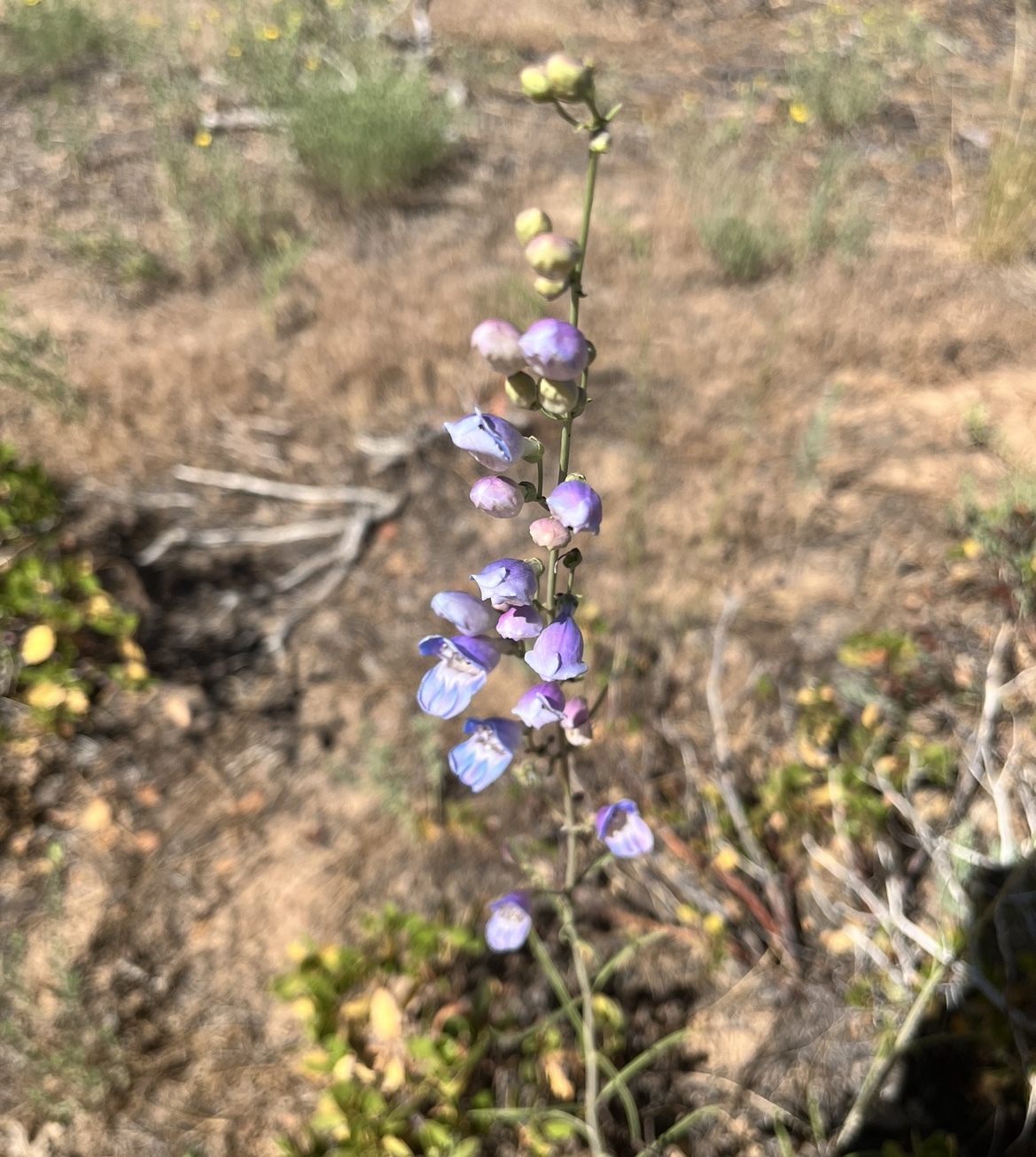 Penstemon comarrhenus A.Gray