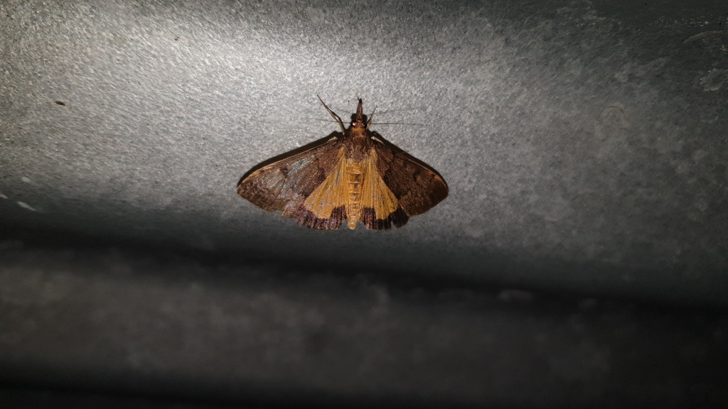 Tree Lucerne Moth from Glenwood QLD 4570, Australia on January 12, 2023 ...