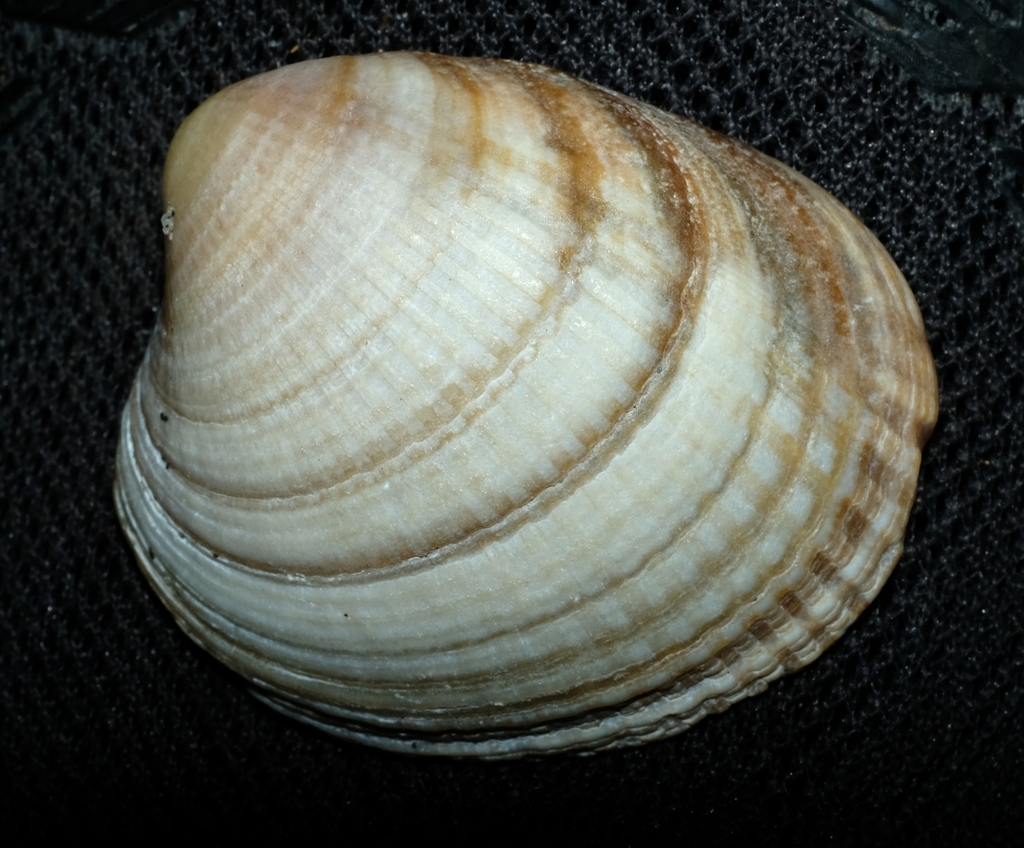 New Zealand Cockle from Wharariki Beach on January 13, 2023 at 07:32 PM ...