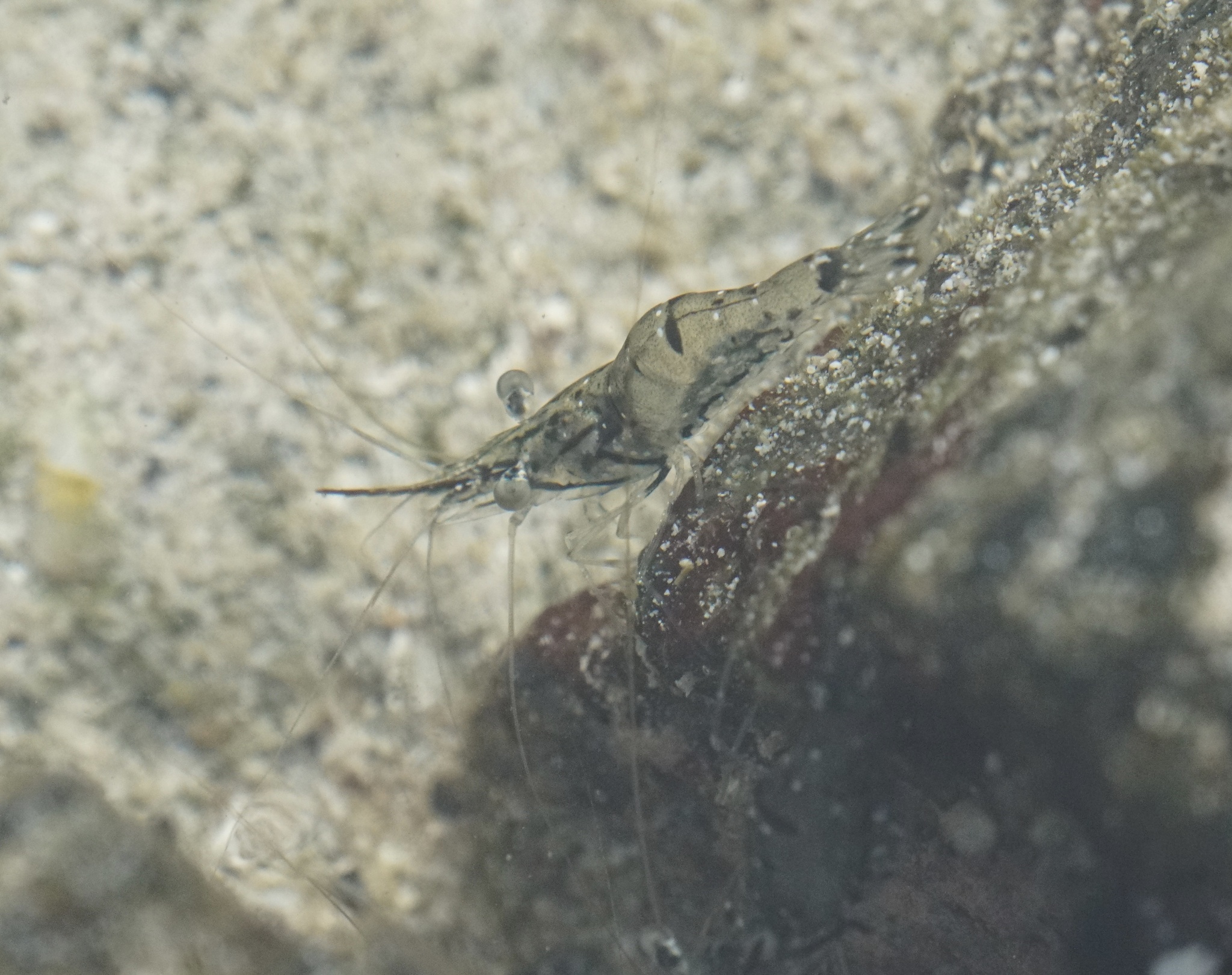 Palaemon Weber, 1795