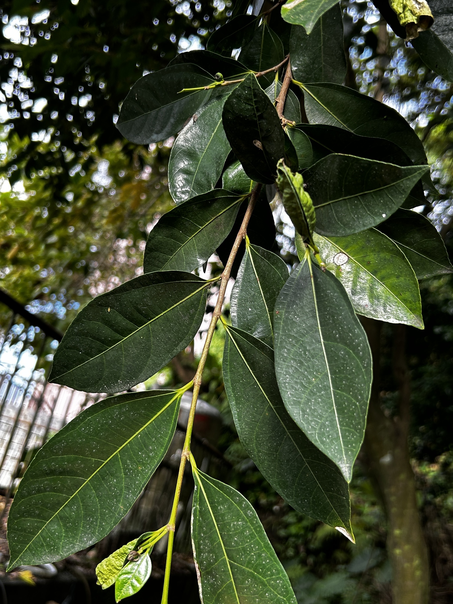 Ficus ampelos Burm.f.