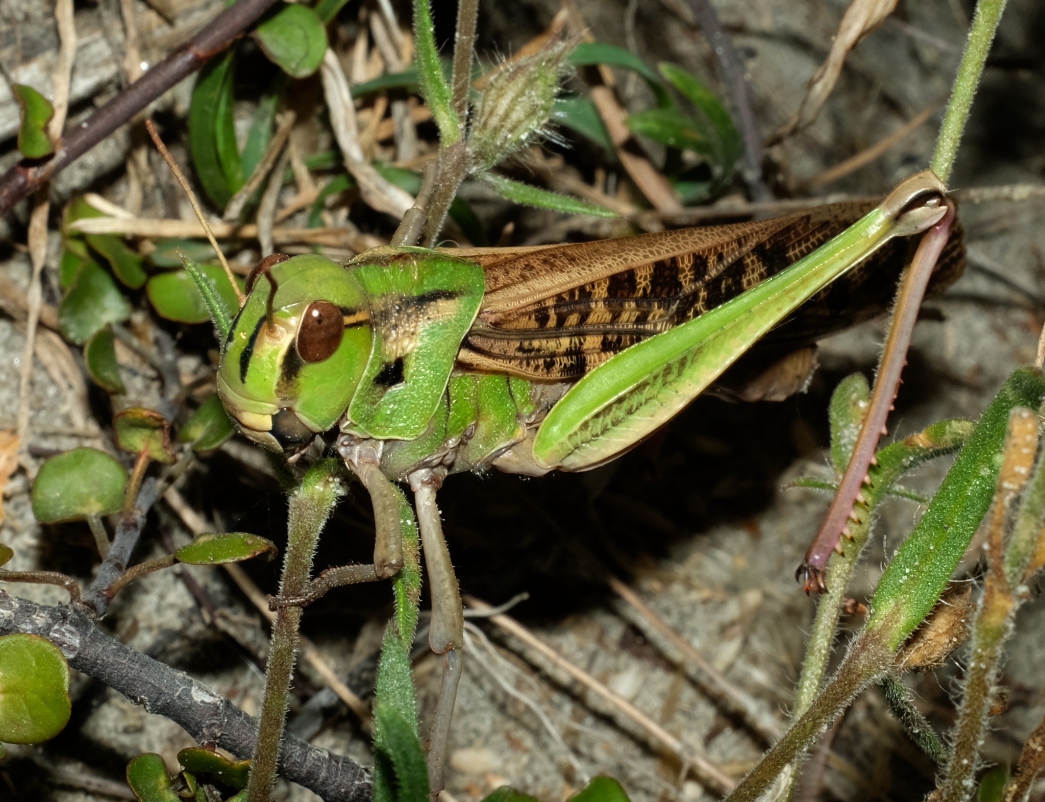 Locusta migratoria (Linnaeus, 1758)