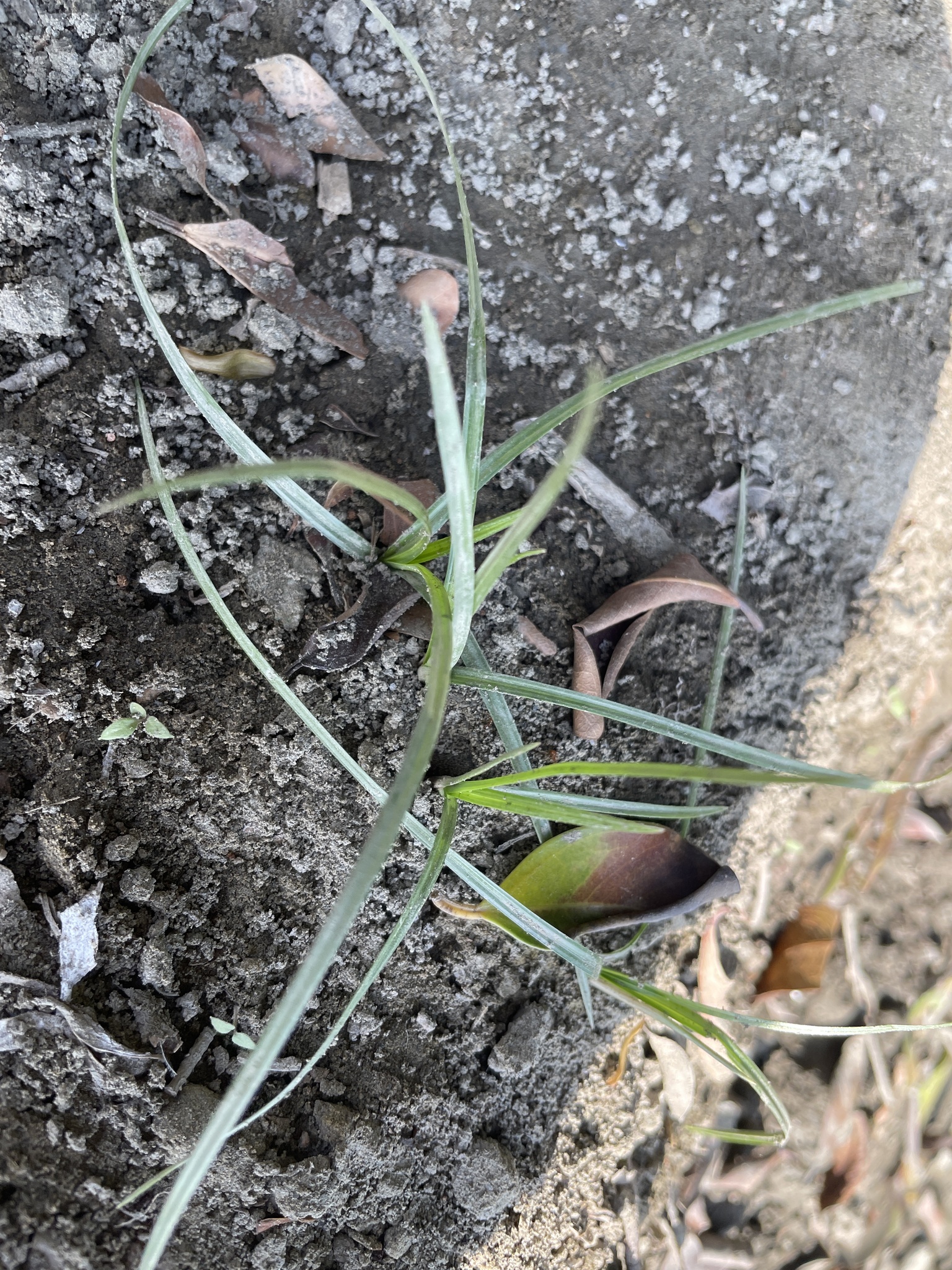 Cyperus rotundus L.