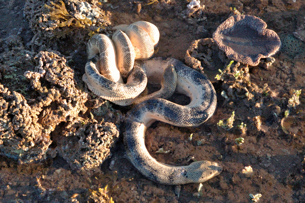 Stokes' Sea Snake (Hydrophis stokesii) - Snakes and Lizards