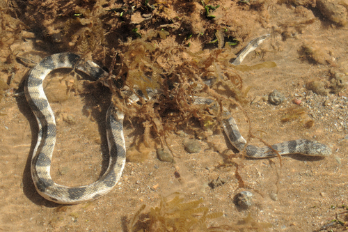 Olive-headed Sea Snake (Hydrophis major) - Snakes and Lizards