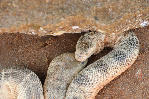 Stokes' Sea Snake (Hydrophis stokesii) - Snakes and Lizards