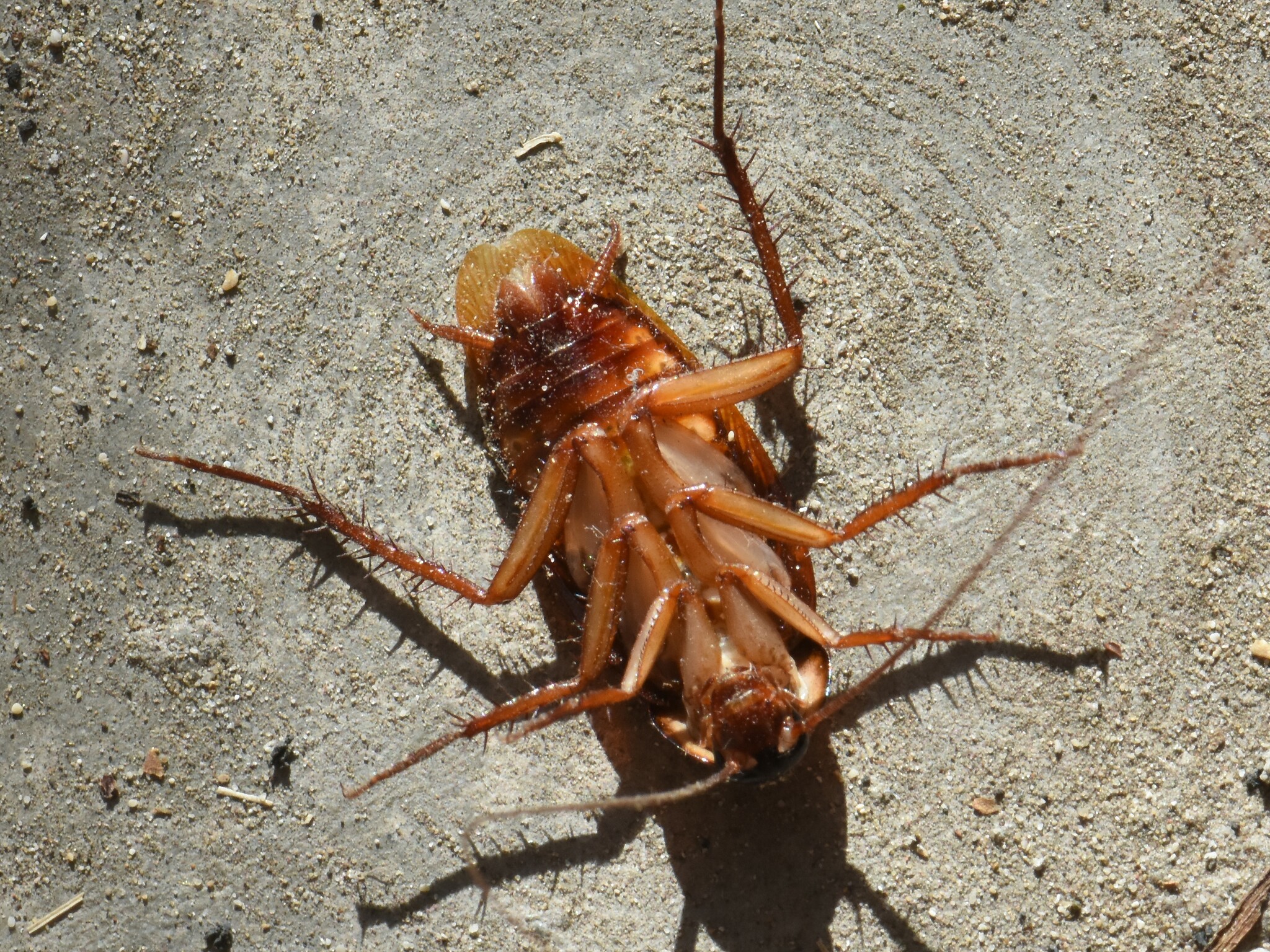 Periplaneta americana (Linnaeus, 1758)
