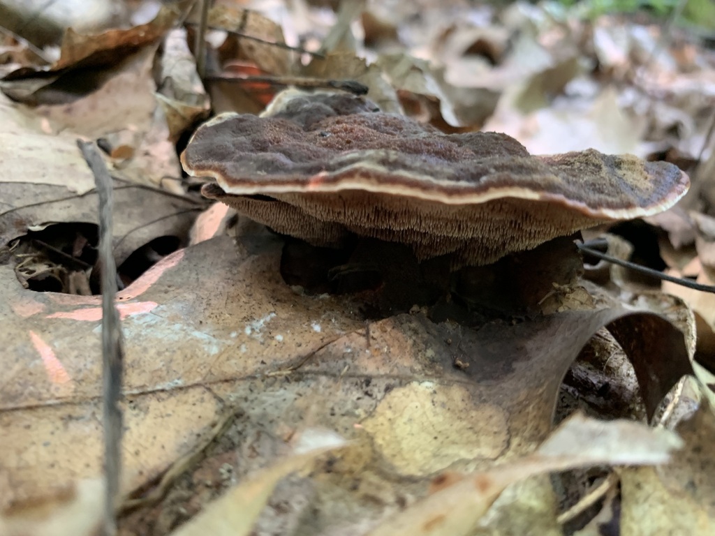 Velvet Tooth from Dutchess County, NY, USA on July 20, 2021 at 01:39 PM ...