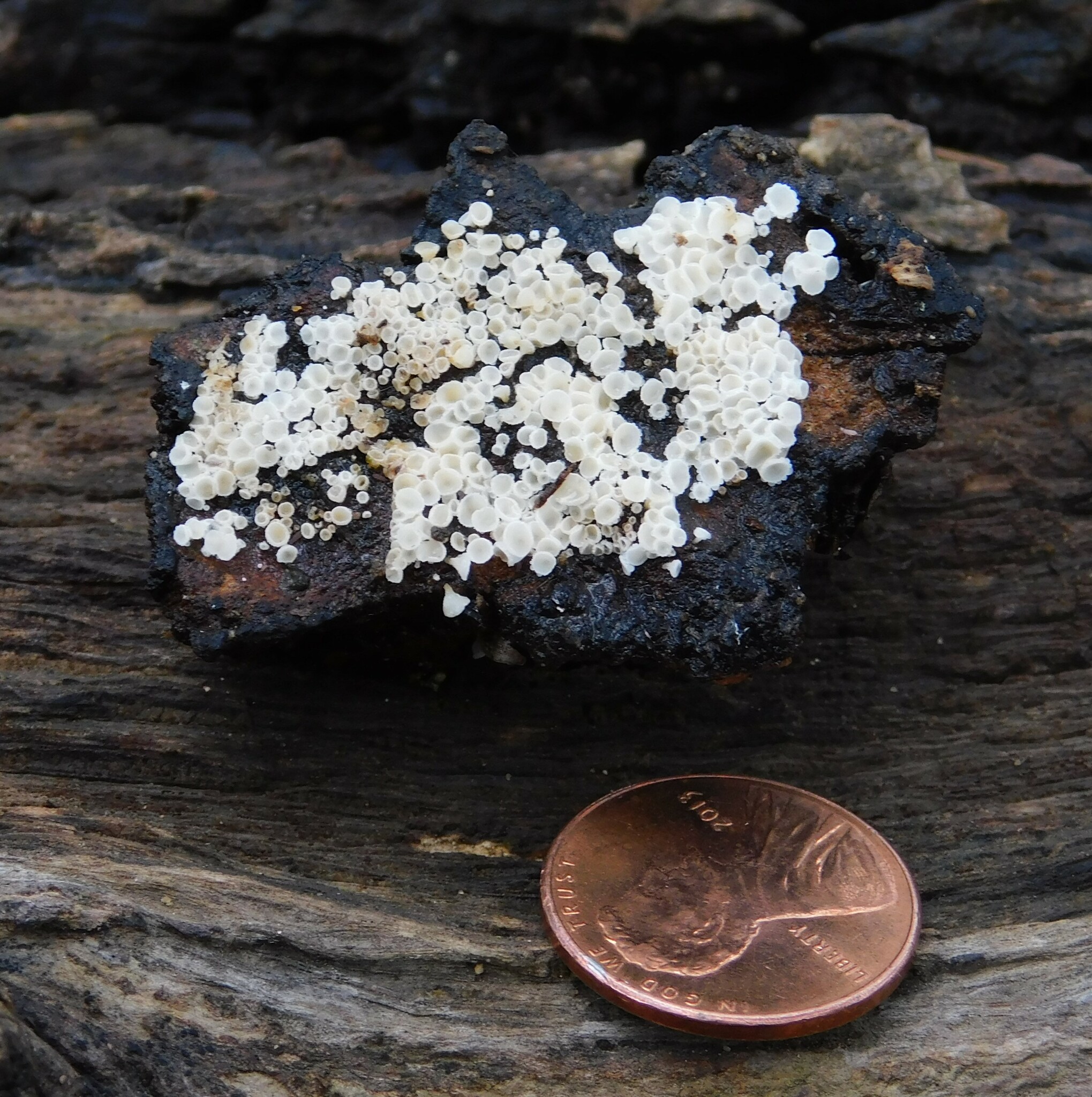 Lachnum virgineum (Batsch) P.Karst.