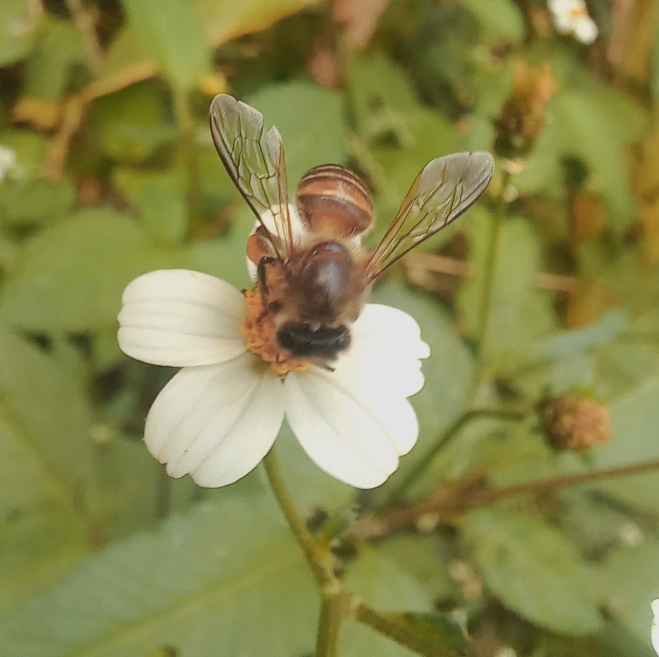 Apis cerana Fabricius, 1793
