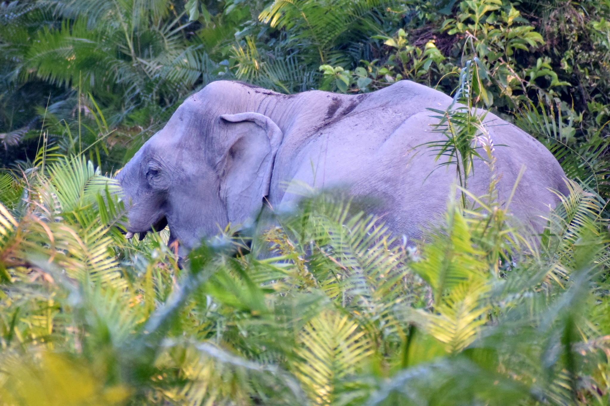 Elephas maximus Linnaeus, 1758