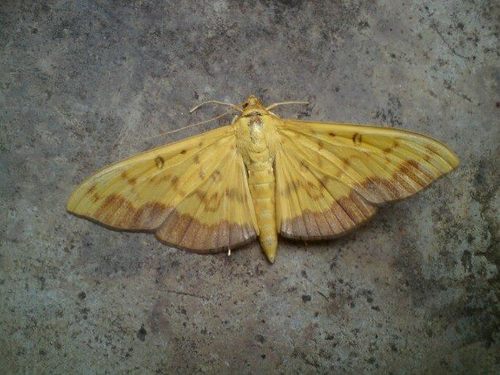 Botyodes asialis (Moths of Durgapur) · iNaturalist