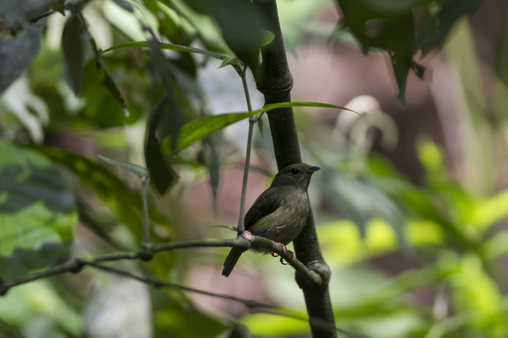 White-bearded Manakin from Silva Jardim - State of Rio de Janeiro ...
