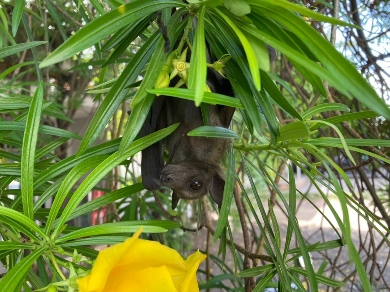 Eidolon helvum (Kerr, 1792)