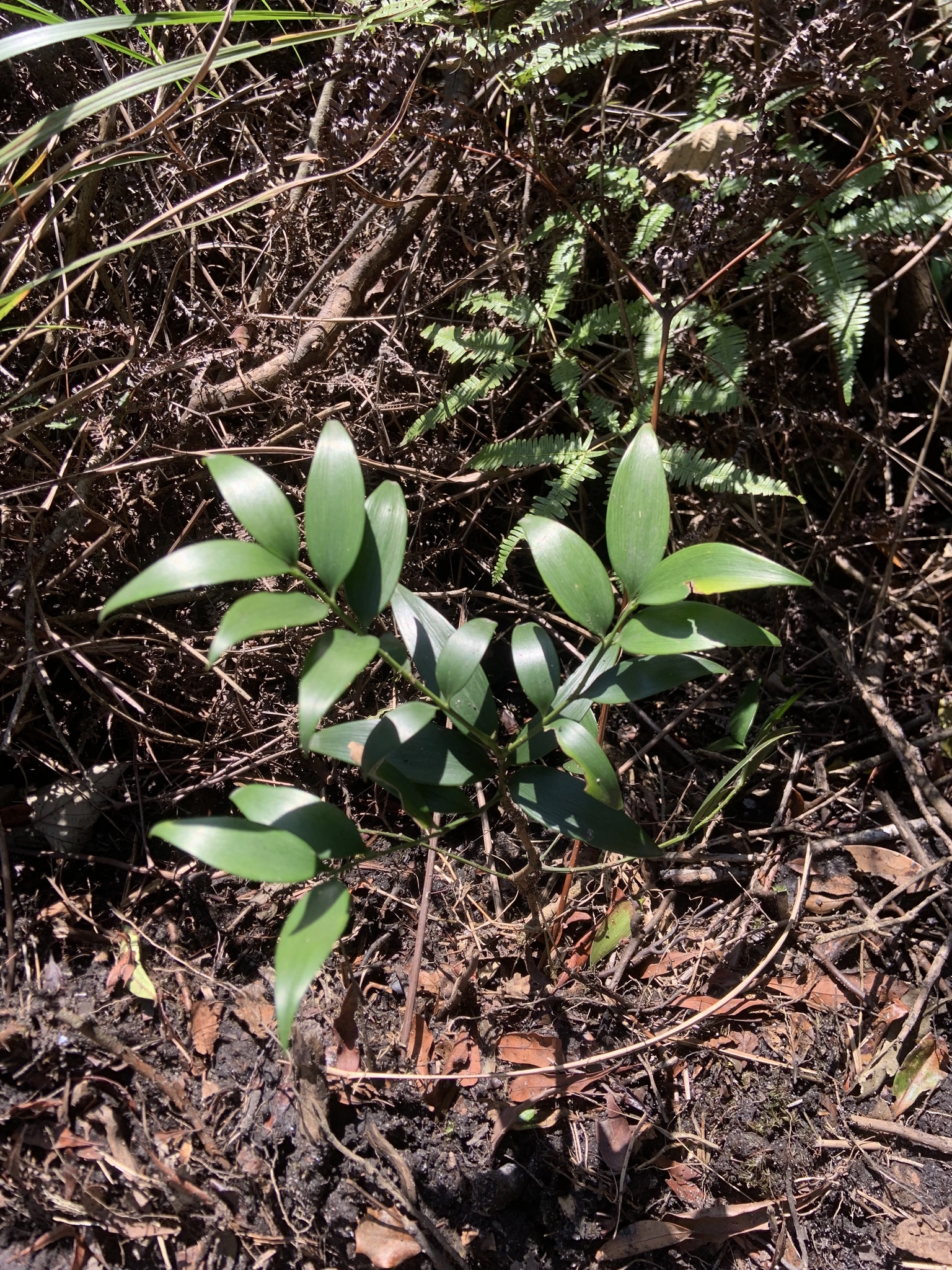 Nageia nagi (Thunb.) Kuntze