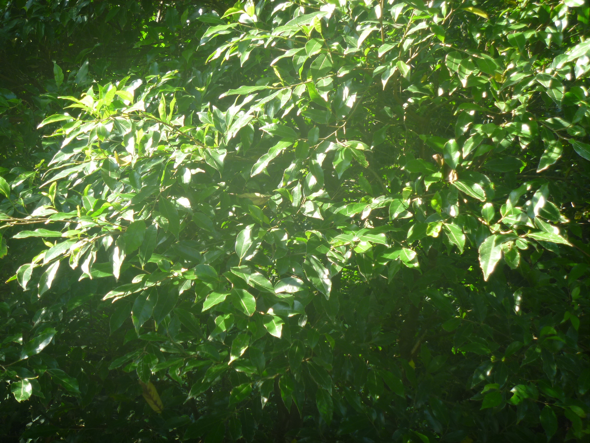 Ficus ampelos Burm.f.