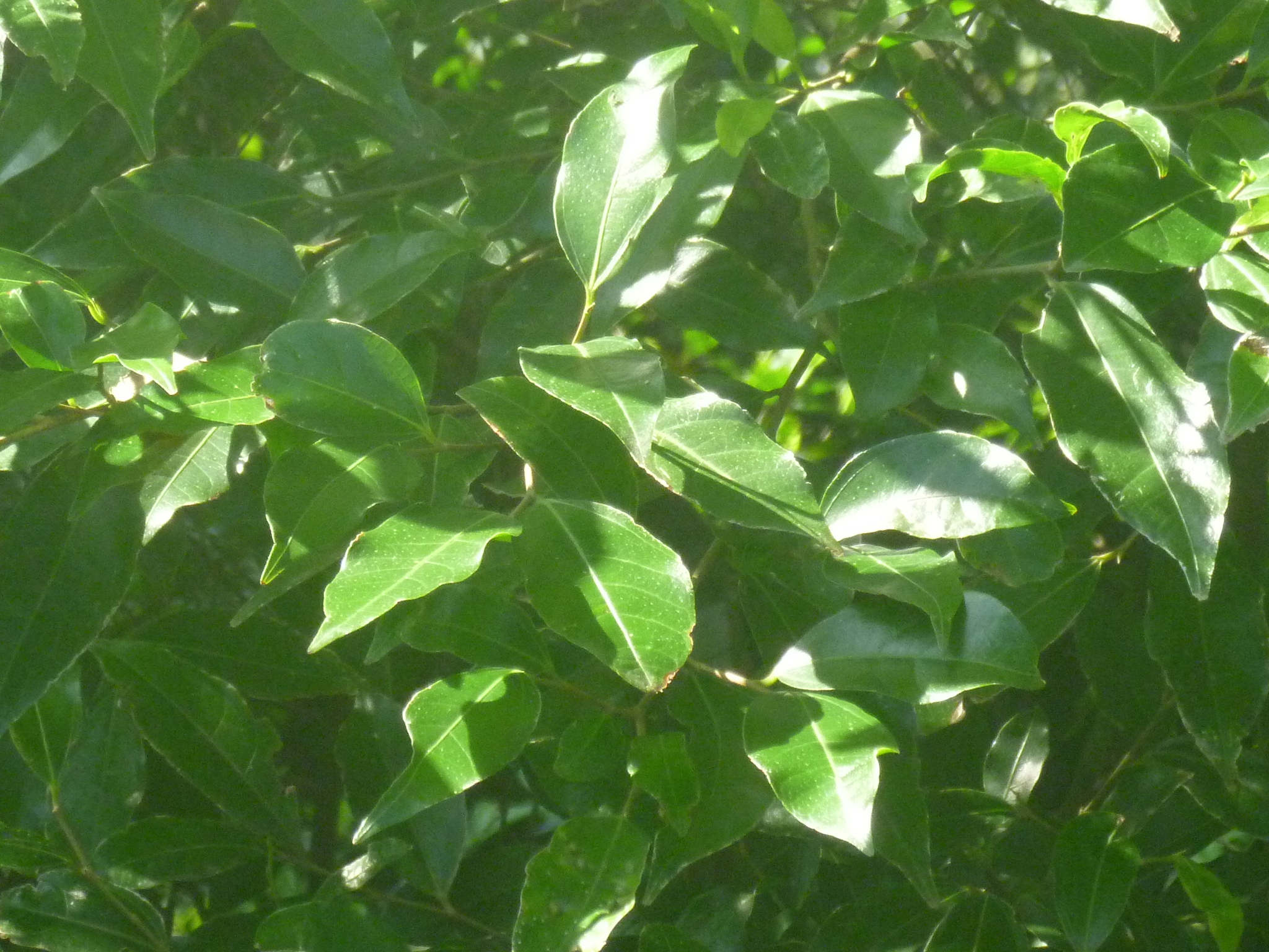 Ficus ampelos Burm.f.