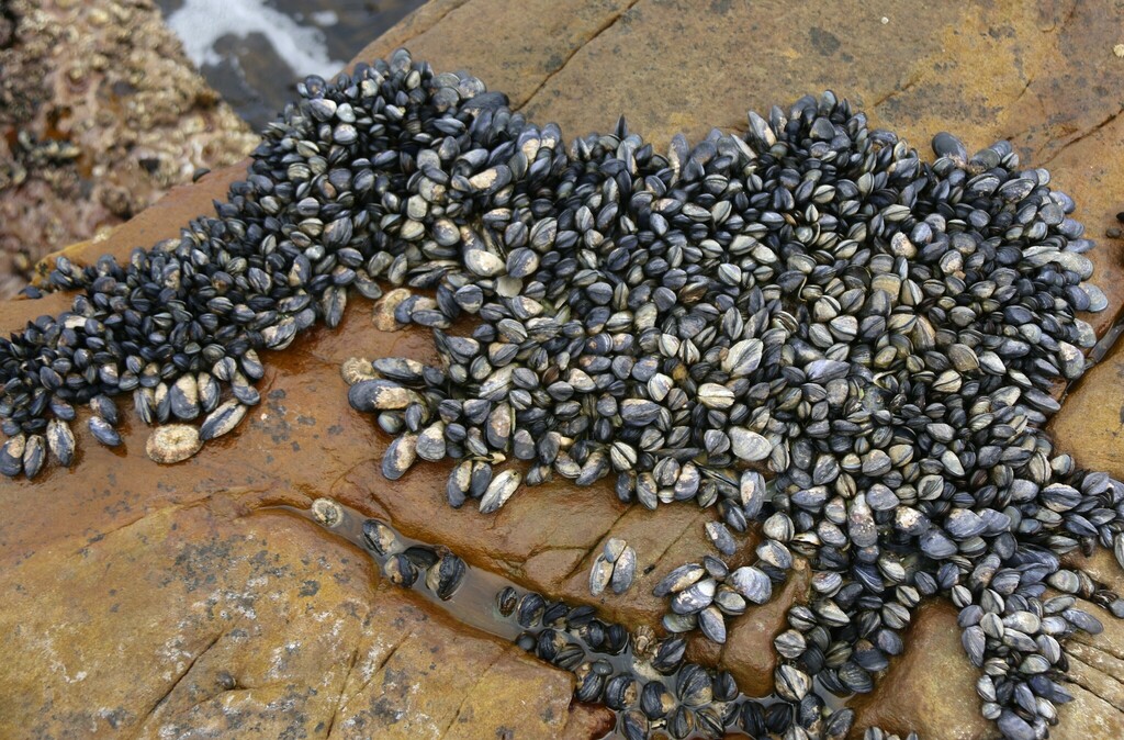 Mediterranean Mussel from Cape Point, Cape Town, South Africa on ...