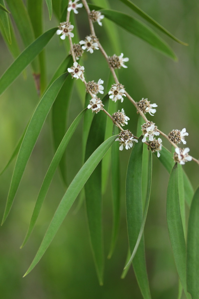Western Australian Peppermint from Cape Point, Cape Town, South Africa ...