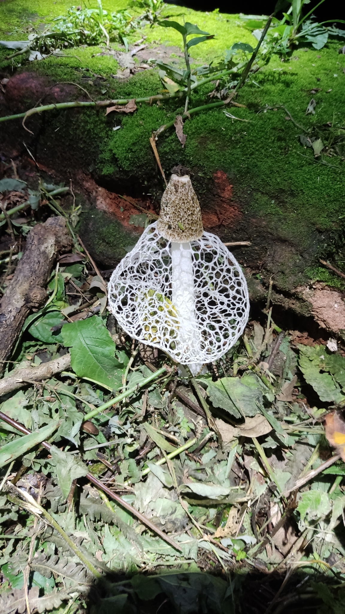 Phallus indusiatus Vent.
