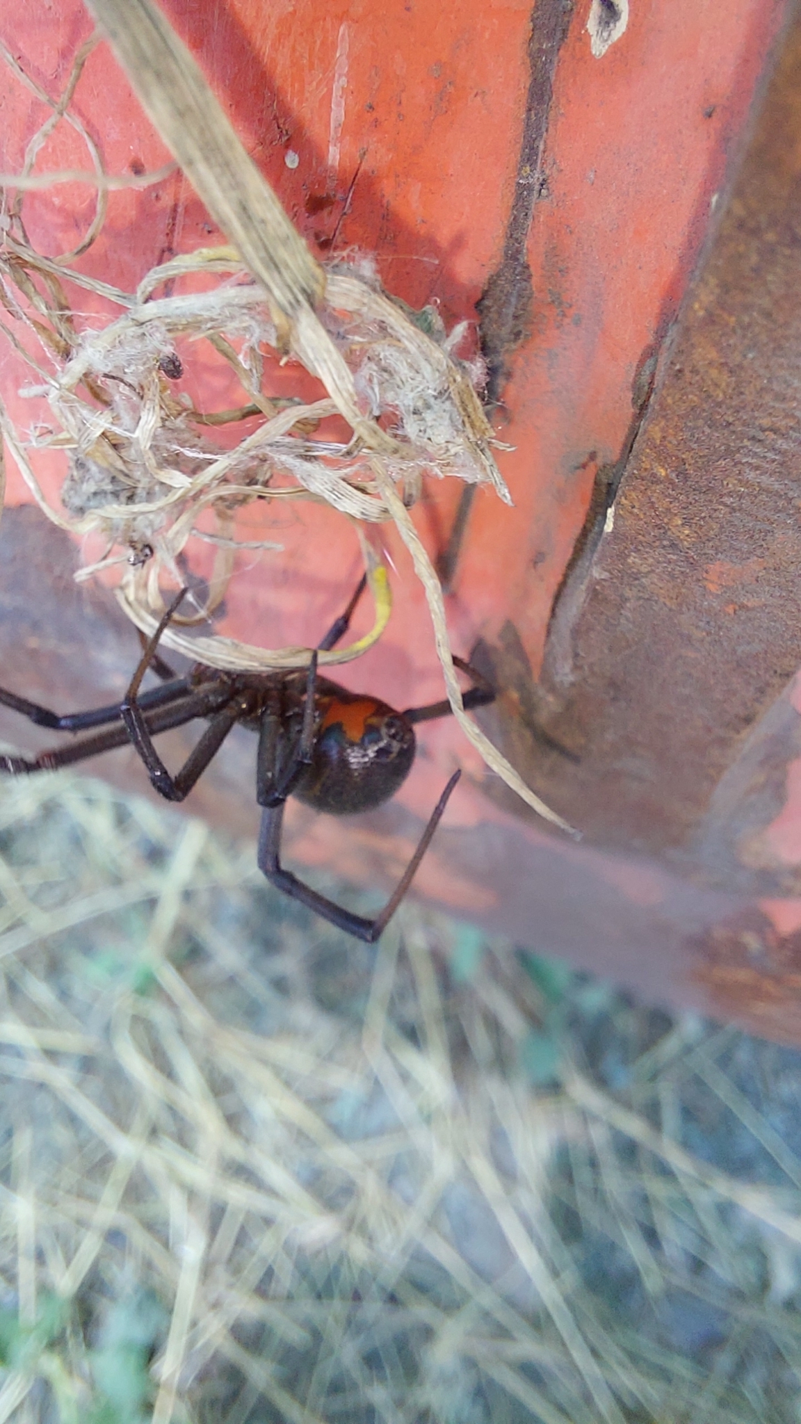Latrodectus geometricus C.L.Koch, 1841